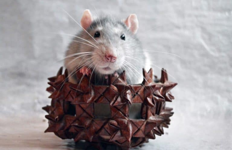 How Many Pet Rats Should You Have? - Rodent Friends