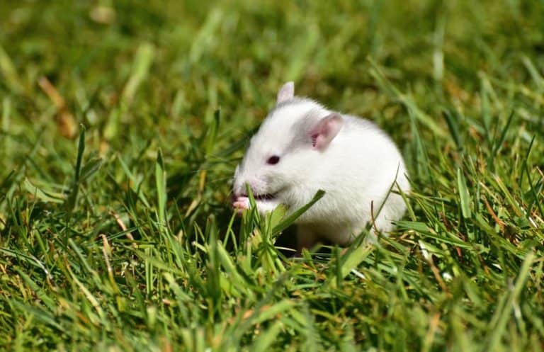 Are Pet Rats Clean And Safe? What You Need To Know
