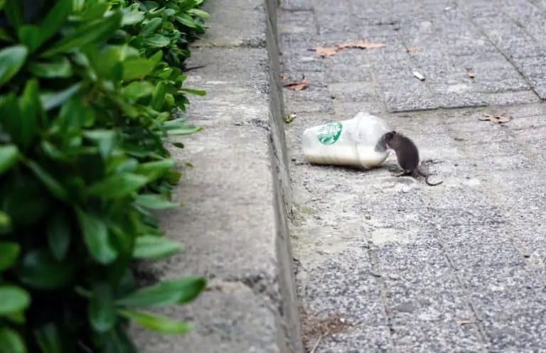 Are Pet Rats Clean And Safe? What You Need To Know