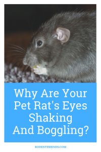 Are Your Pet Rat's Eyes Boggling And Shaking? - Rodent Friends