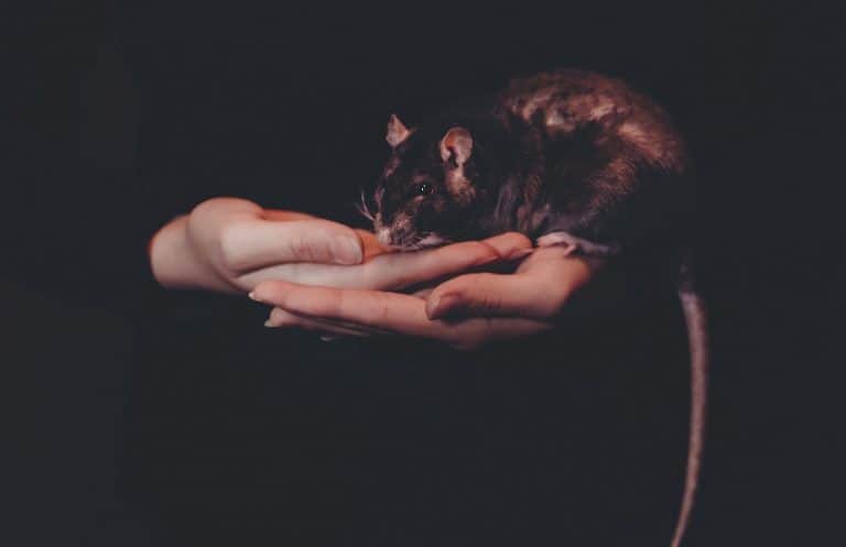 Average Pet Rat Size (With Images) - Rodent Friends