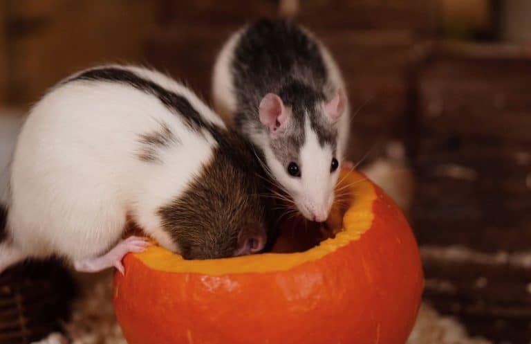 What It's Really Like Owning A Pet Rat - Rodent Friends