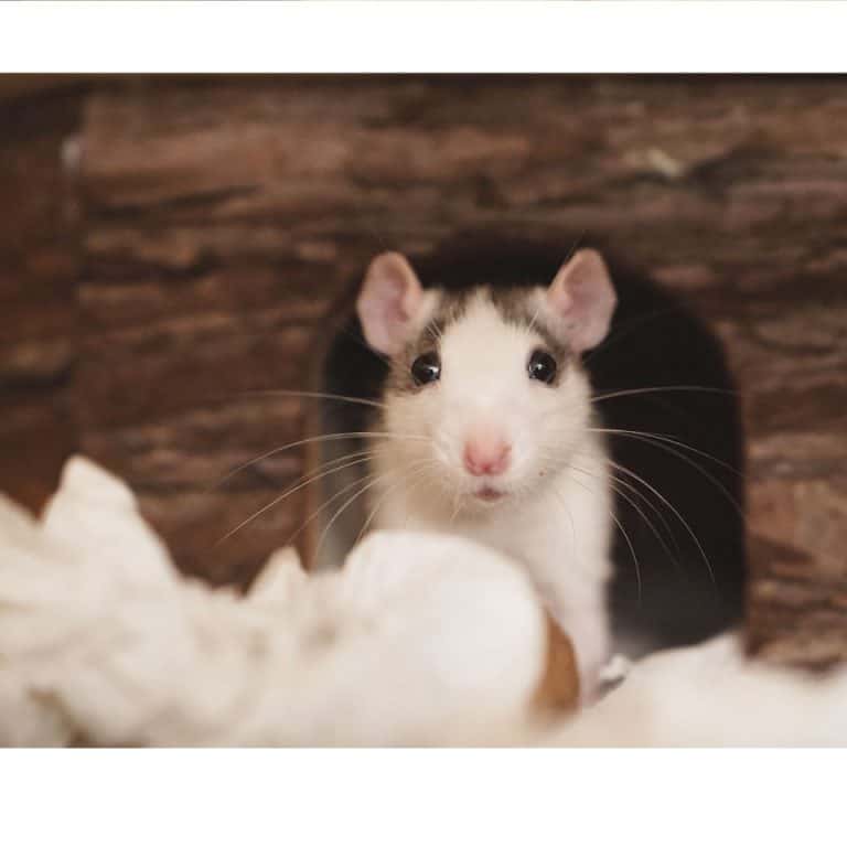 Rex Rats: Are They Rare? Hypoallergenic? Everything To Know!