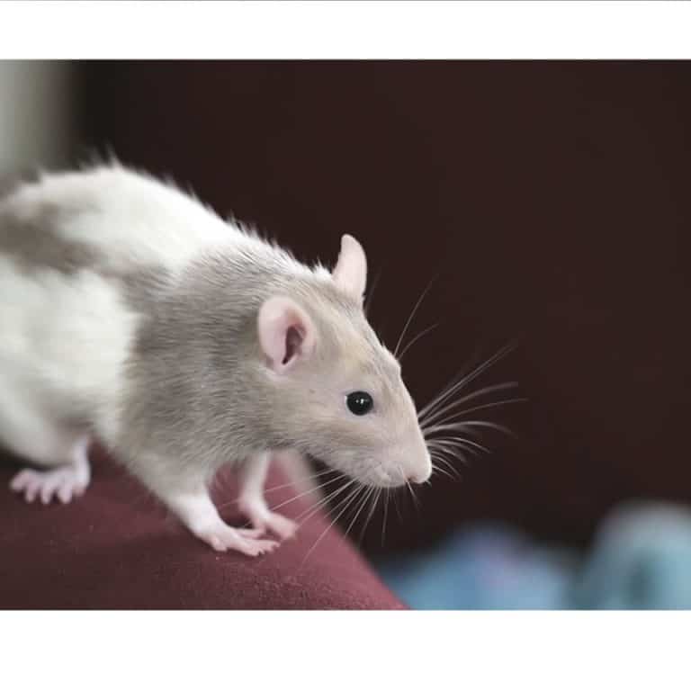 Why Do Rats Have Red Or Pink Eyes? Do They Need Extra Care?