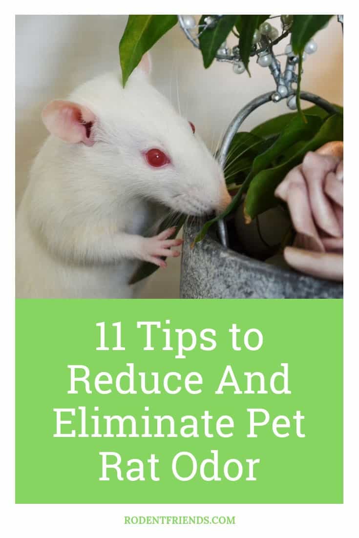 11 Tips to Reduce And Eliminate Pet Rat Odor In Your Home!