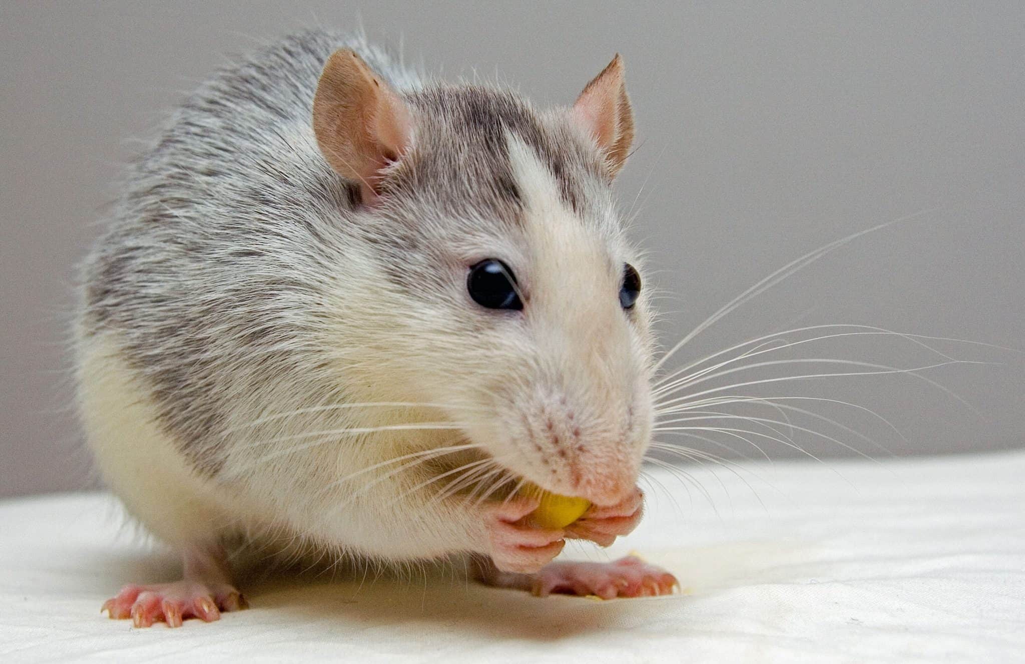 Creating A Healthy Pet Rat Diet For Your Rat! - Rodent Friends