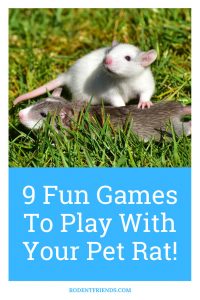 9 Fun Games To Play With Your Pet Rat! - Rodent Friends