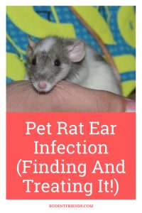 Pet Rat Ear Infection (Finding And Treating It!) - Rodent Friends