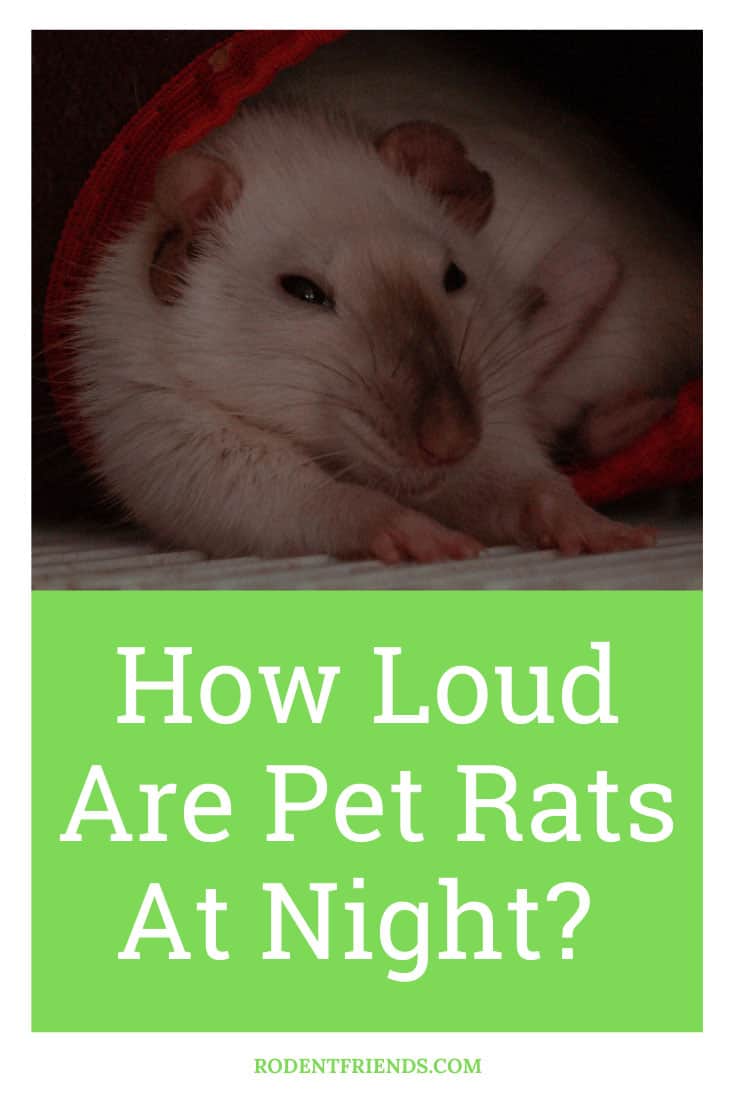 How Loud Are Pet Rats At Night? Facts And Solutions! - Rodent Friends