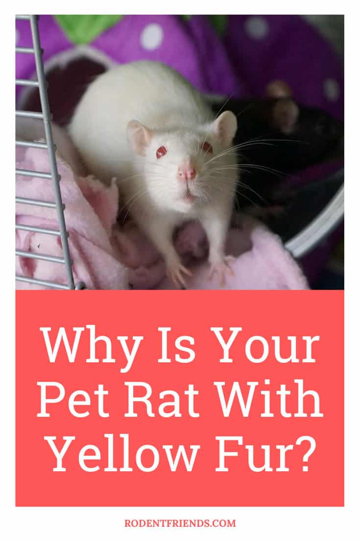 Yellow Fur In Pet Rats, Should You Be Worried? - Rodent Friends