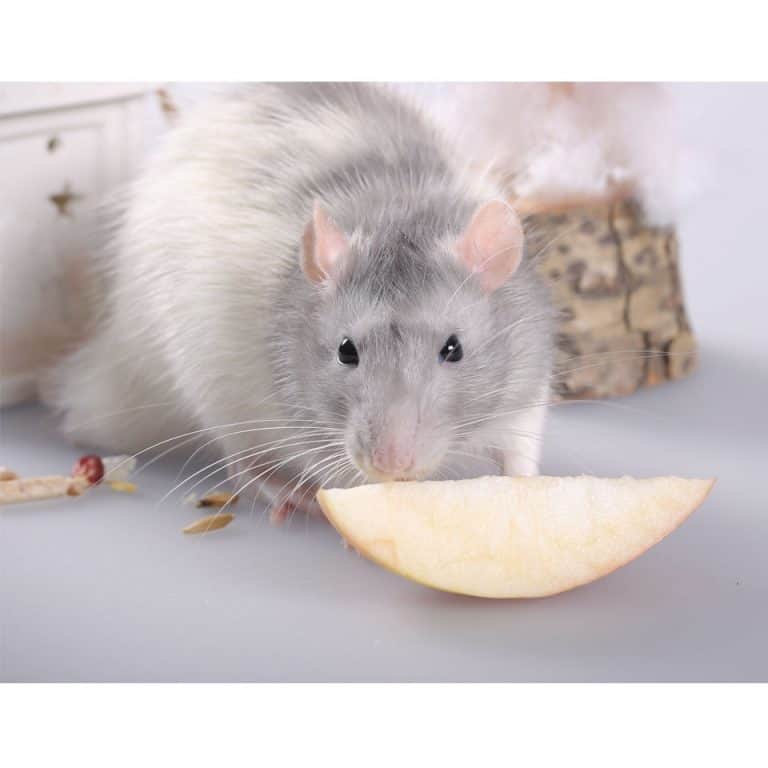 How To Tell If Your Rat Has A Healthy Weight (With Tips!)