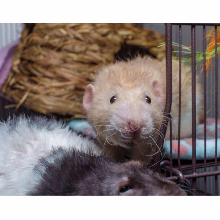 Average Pet Rat Weight And Nutrition Tips! - Rodent Friends
