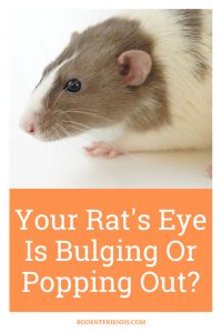 Your Rat's Eye Is Bulging Or Popping Out? Read This.