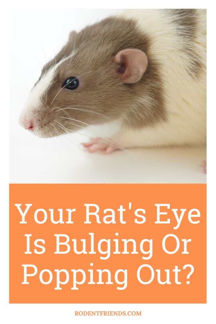 Your Rat's Eye Is Bulging Or Popping Out? Read This.