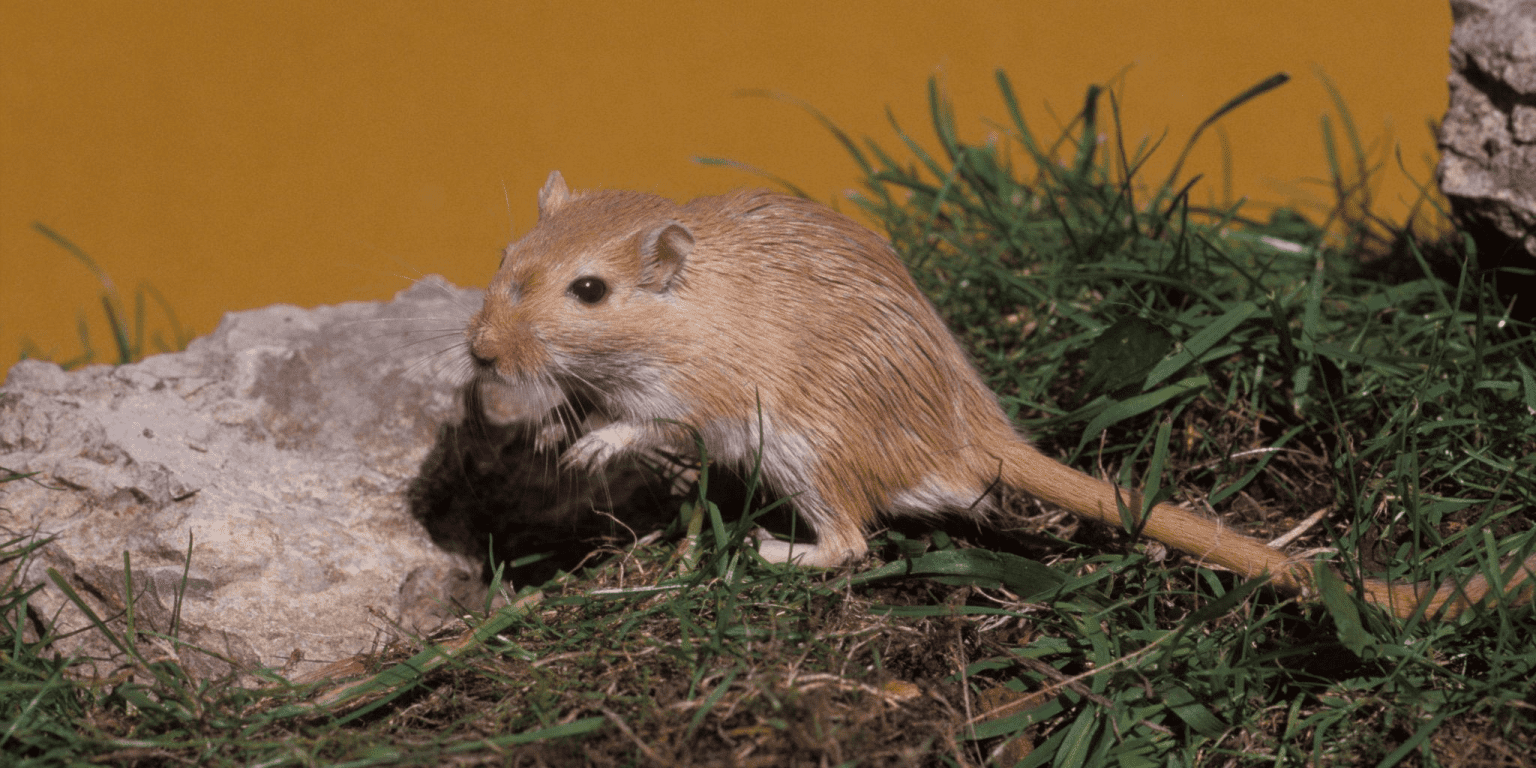 The Biggest Pet Rodents You Can Get (Ranked List With Images!)