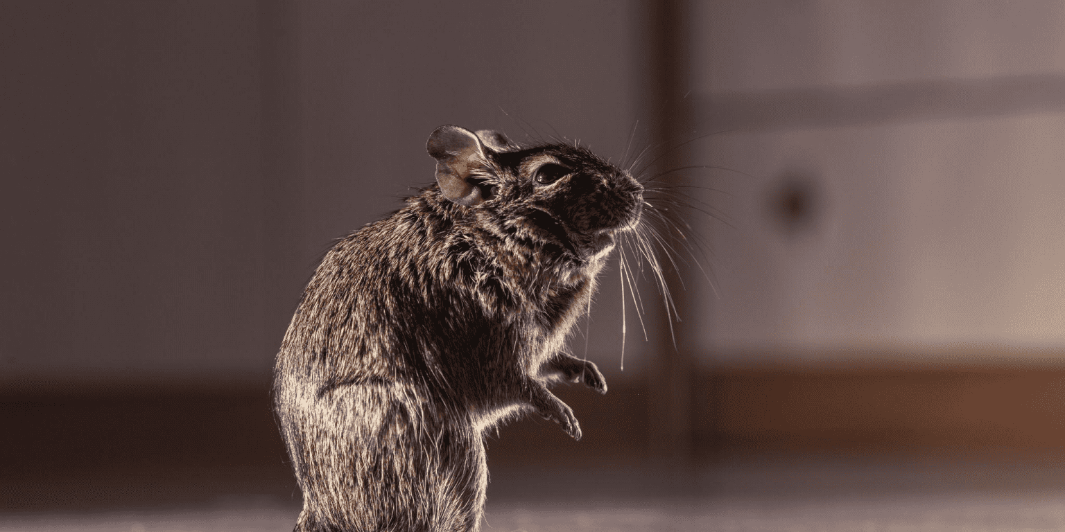 The Biggest Pet Rodents You Can Get (Ranked List With Images!)