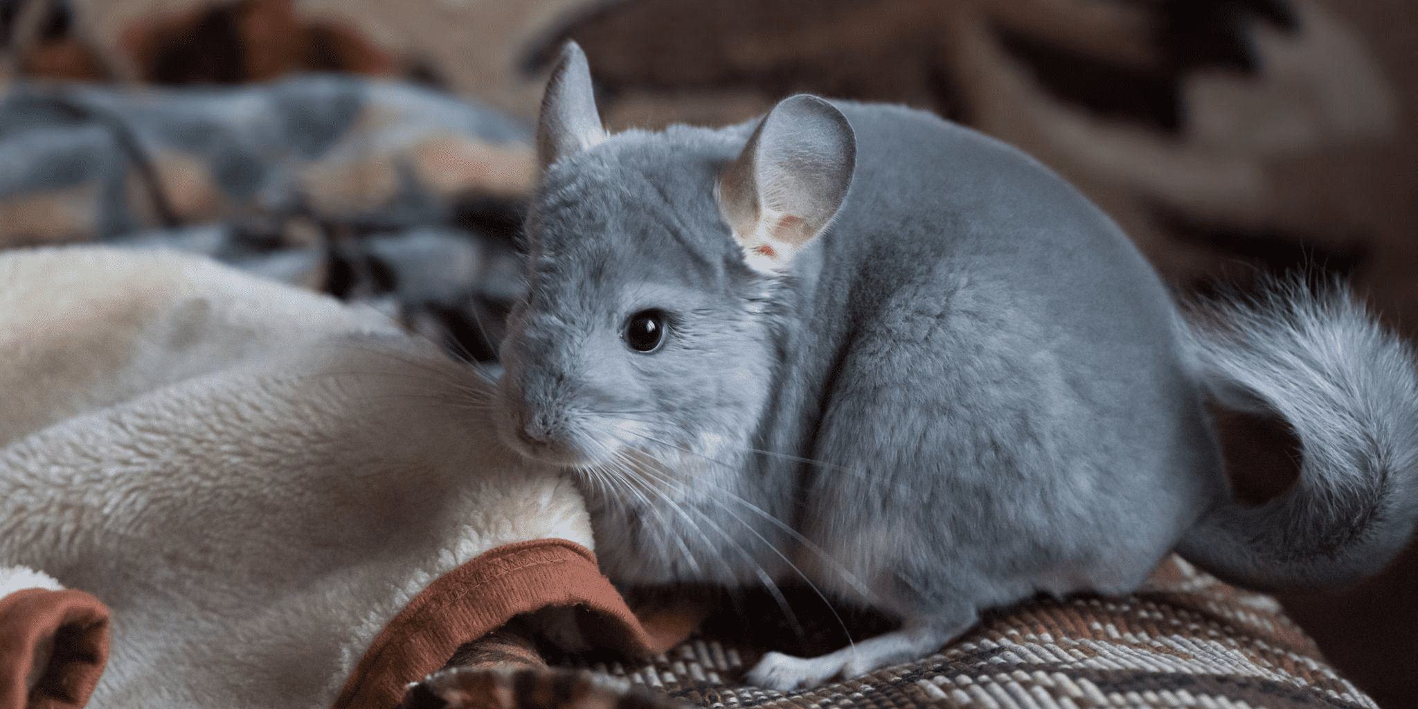 The Biggest Pet Rodents You Can Get (Ranked List With Images!)