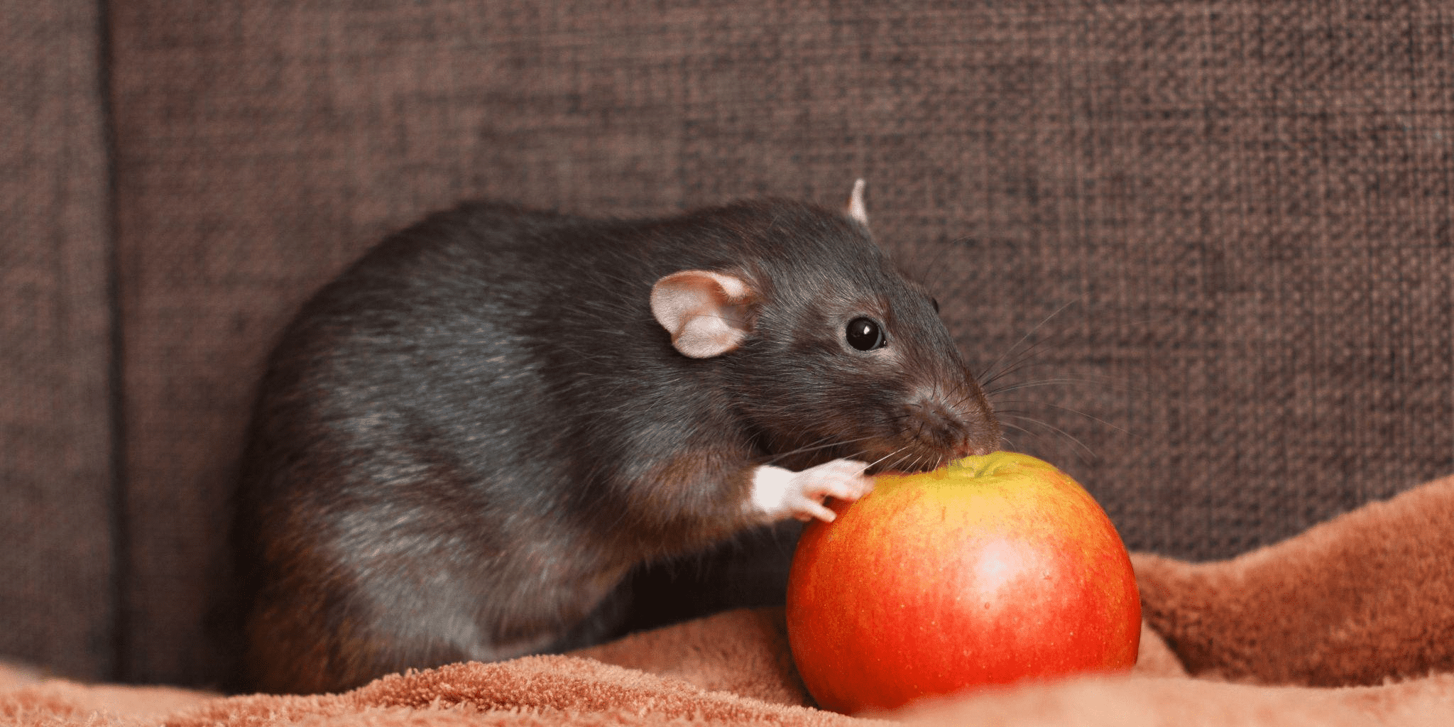 The Biggest Pet Rodents You Can Get (Ranked List With Images!)