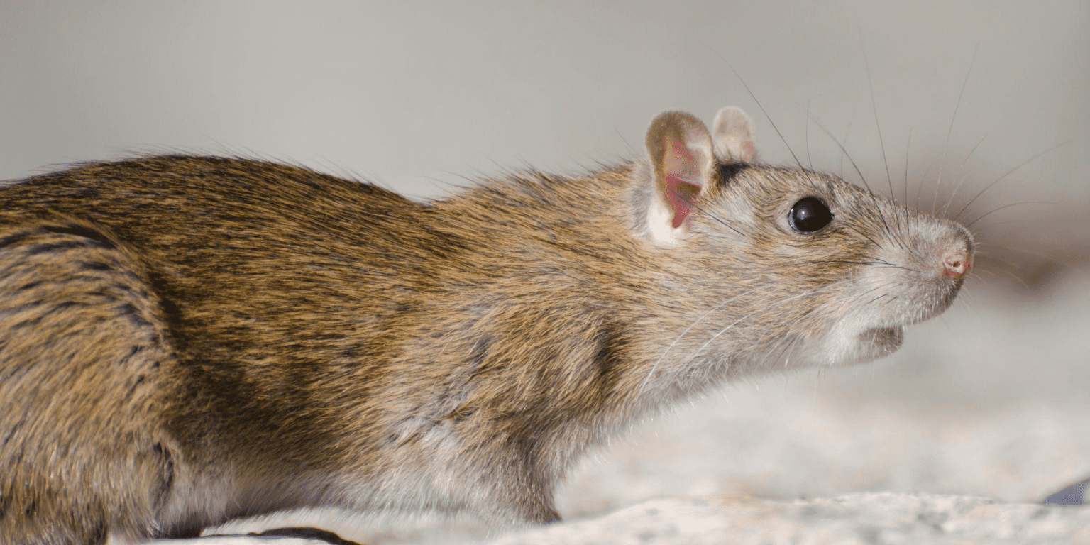 The Biggest Pet Rodents You Can Get (Ranked List With Images!)