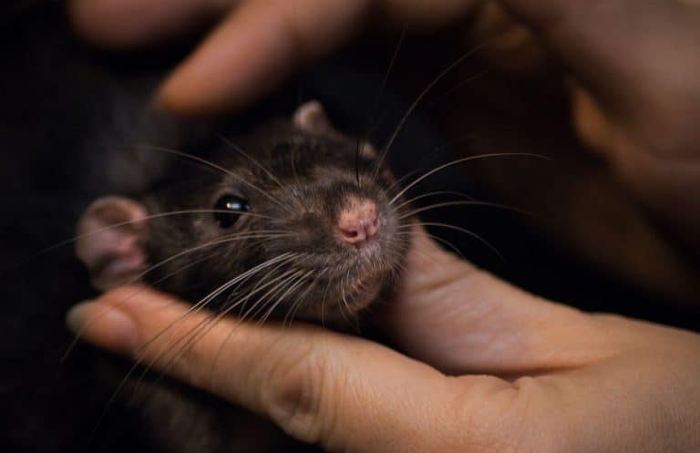 69 Best Pet Rat Names (Split By Male, Female, And Pairs)