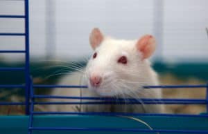 Why Do Rats Have Red Or Pink Eyes? Do They Need Extra Care?