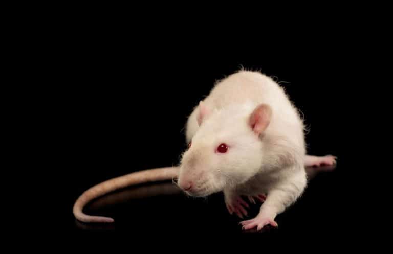 Rex Rats: Are They Rare? Hypoallergenic? Everything To Know!