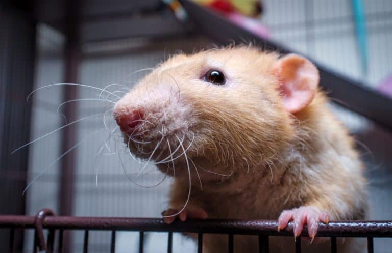 Rex Rats: Are They Rare? Hypoallergenic? Everything To Know!