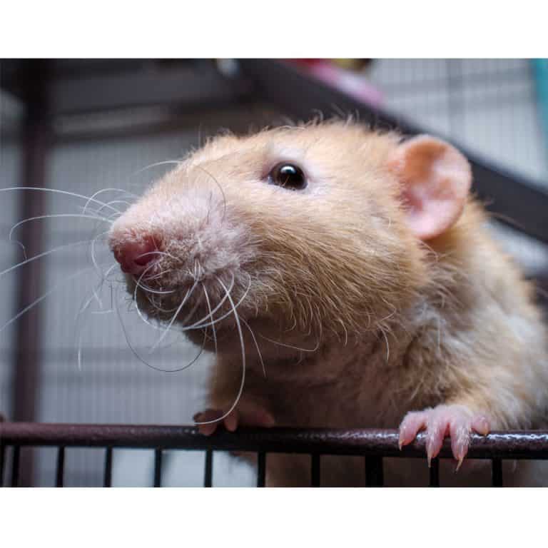 What are Harley Rats? Care Guide (With Photos!) - Rodent Friends