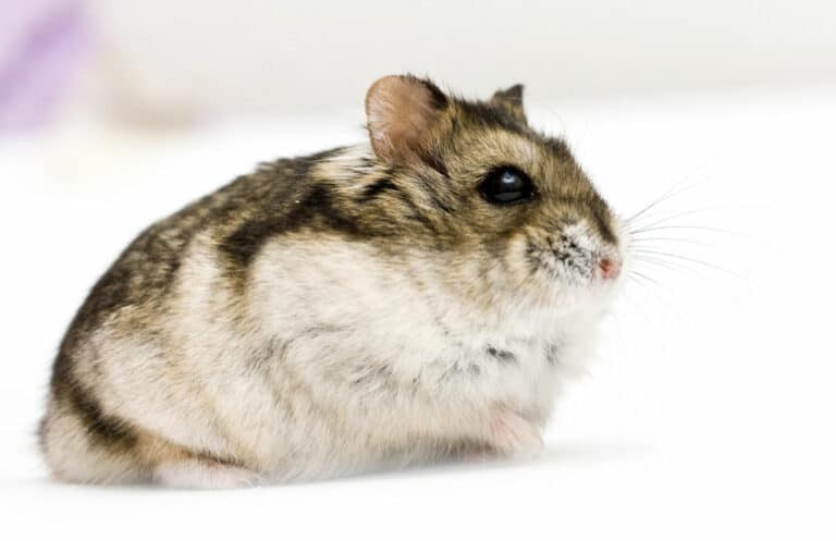 Syrian Hamster VS Dwarf Hamster: The Differences That Matter!