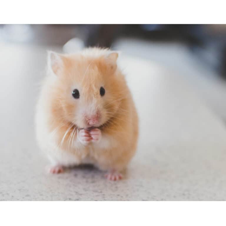Rodent Friends - A Place To Learn About Pet Rats, Hamsters, Rabbits And ...