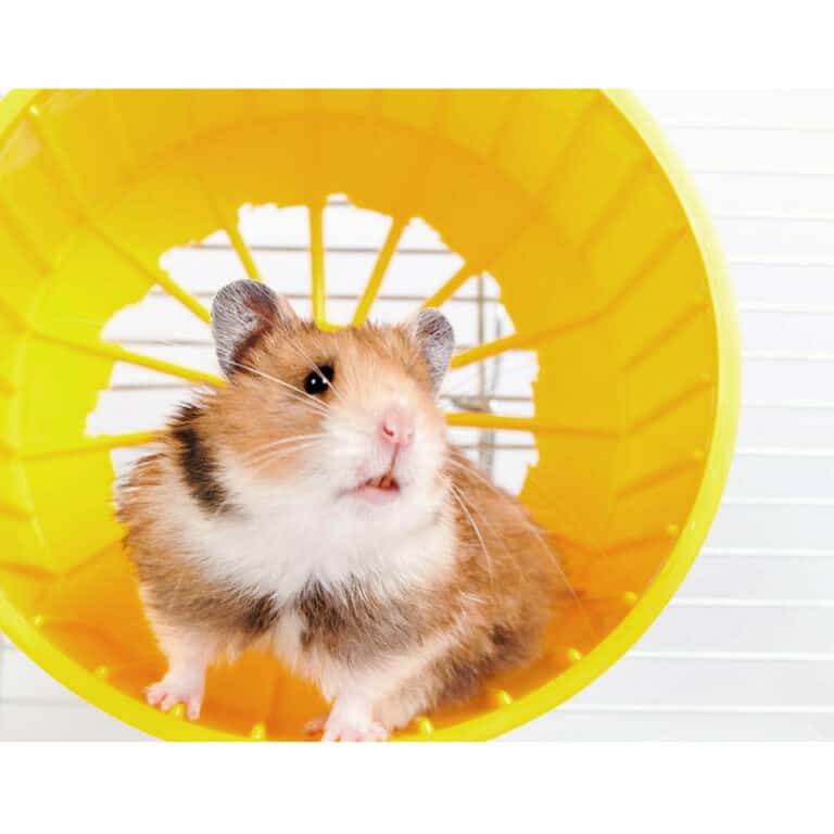 Guide to Syrian Hamster Diet: Balanced Feeding for Your Pet
