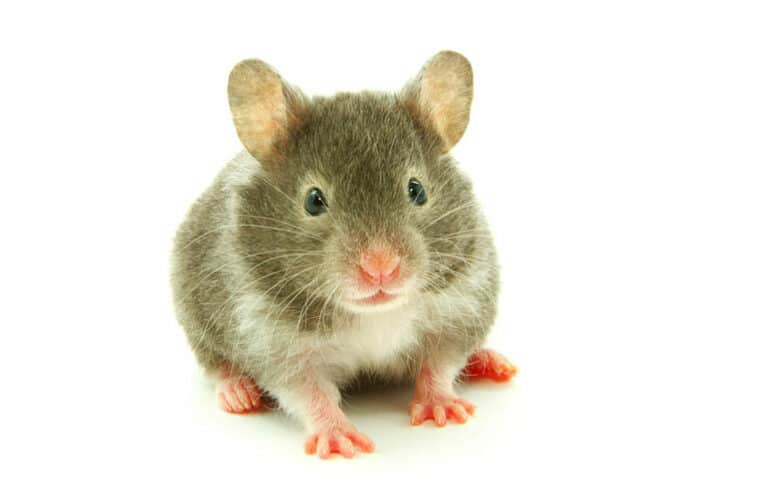 Guide to Syrian Hamster Varieties: Colors, Coats, and More