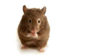 Guide to Syrian Hamster Varieties: Colors, Coats, and More