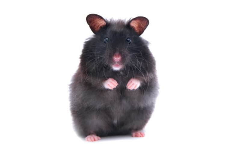 Guide to Syrian Hamster Varieties: Colors, Coats, and More