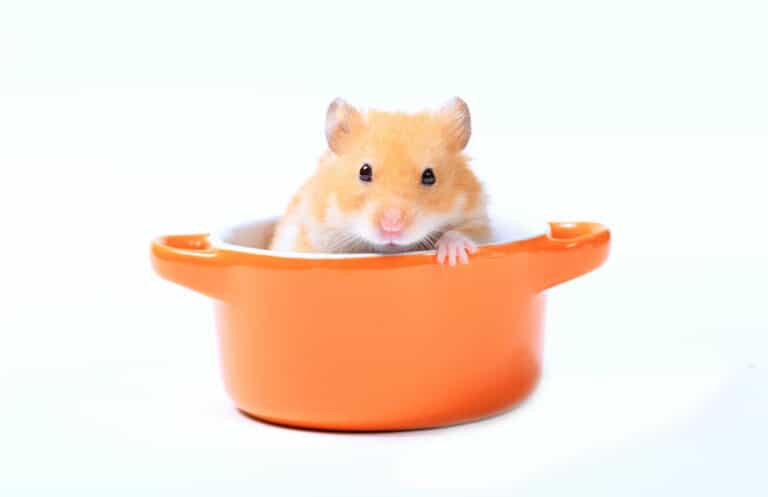 Hamster Sand Baths: An Easy Guide to Proper Dust Bathing