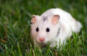 Guide to Syrian Hamster Varieties: Colors, Coats, and More