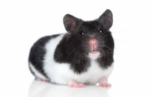 Guide to Syrian Hamster Varieties: Colors, Coats, and More