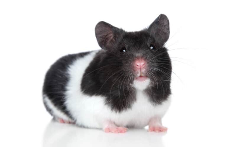 Guide to Syrian Hamster Varieties: Colors, Coats, and More